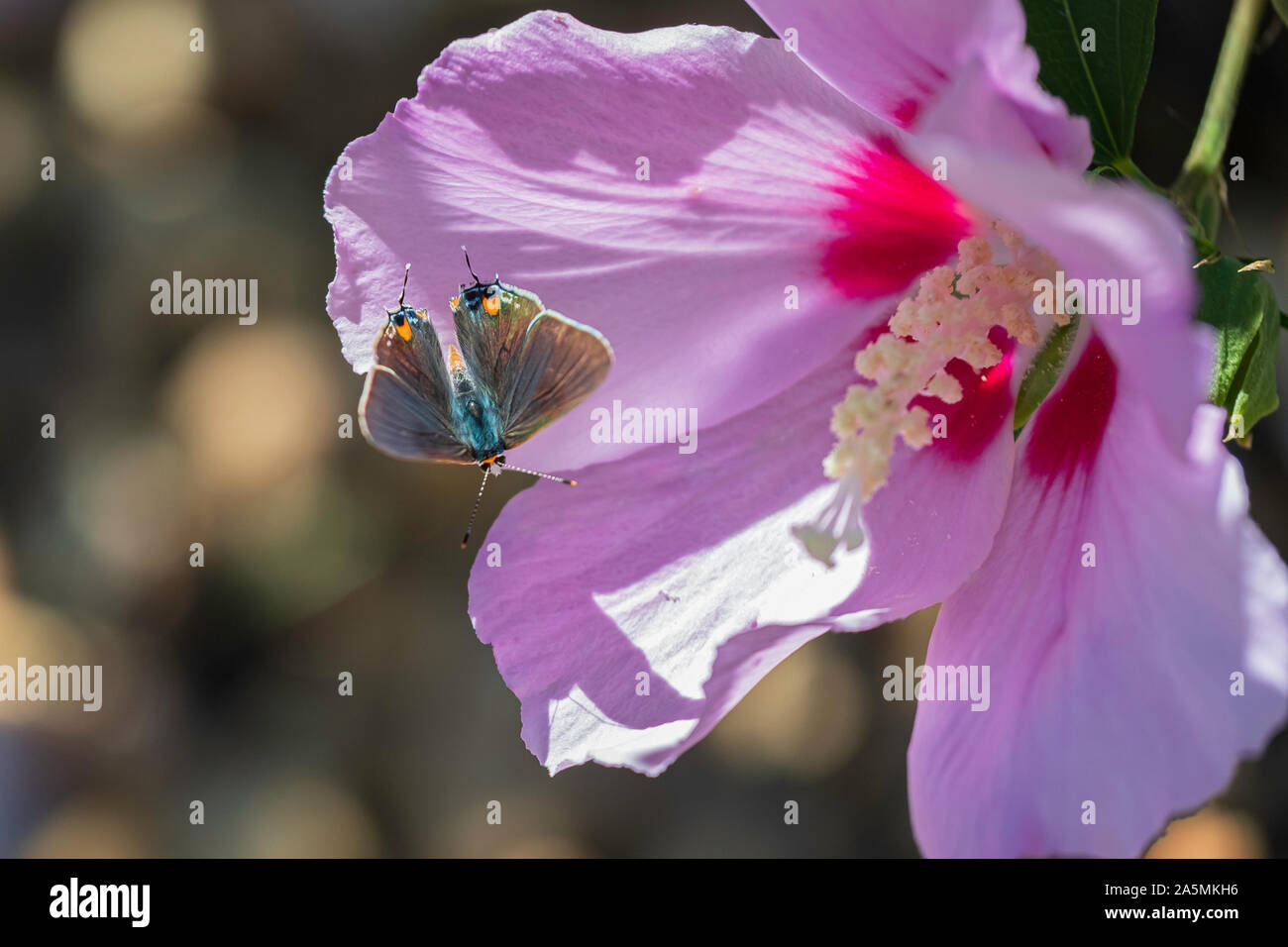 Gray Hairstreak butterfly,Strymon melinus, open wings from above ...