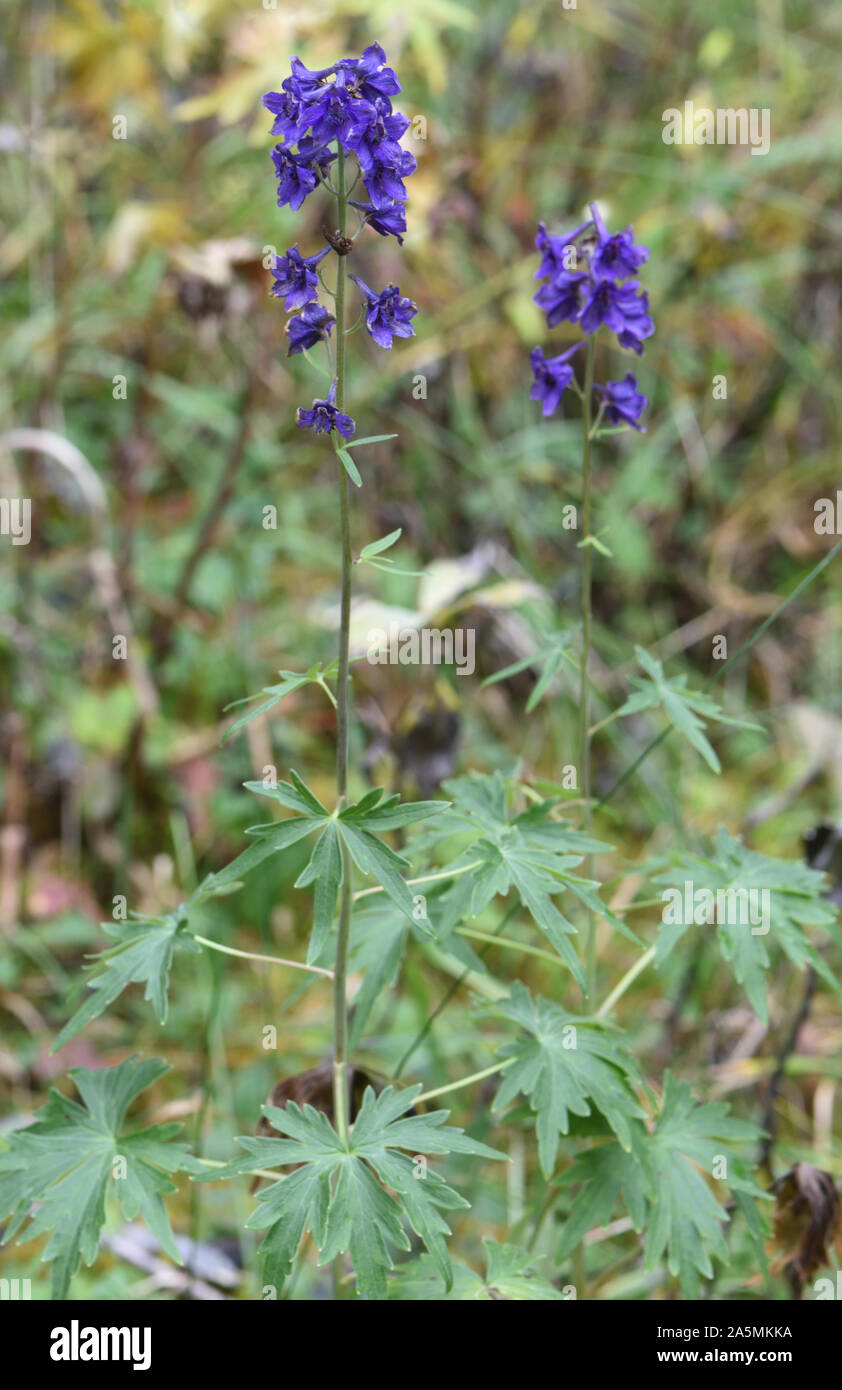 Gallery Of Larkspur Flowers
