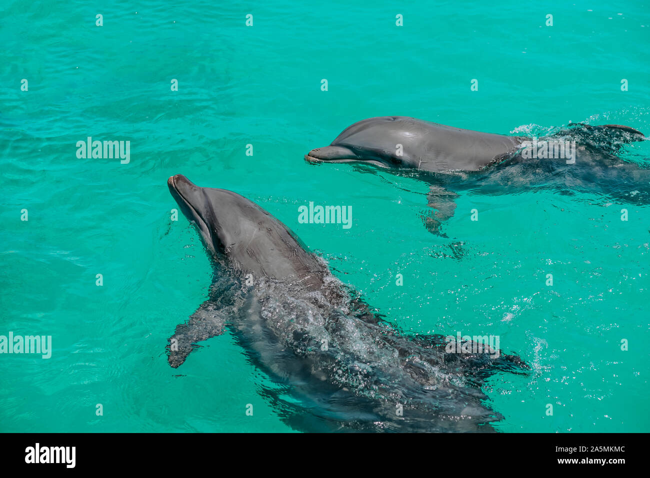two dolphins are playing in the natural environment, in the ocean ...