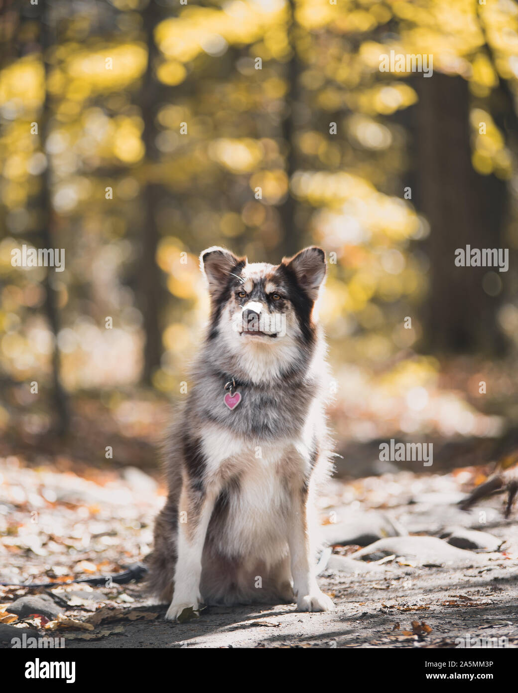 Husky Dog posing in the fall foliage Stock Photo - Alamy