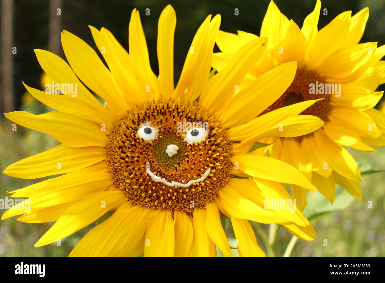 The picture shows a sunflower with a sunny face Stock Photo - Alamy