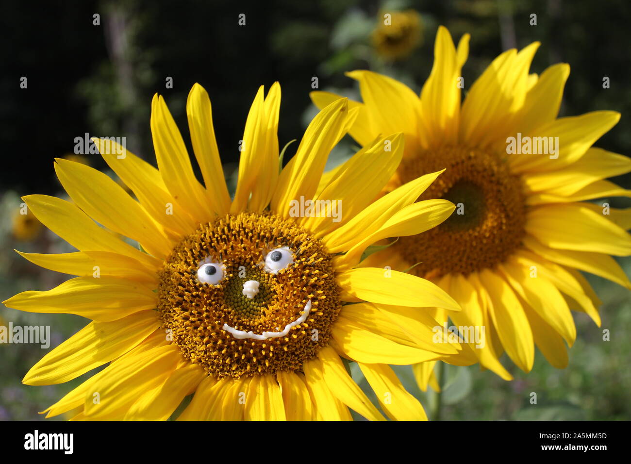 The picture shows a sunflower with a sunny face Stock Photo - Alamy