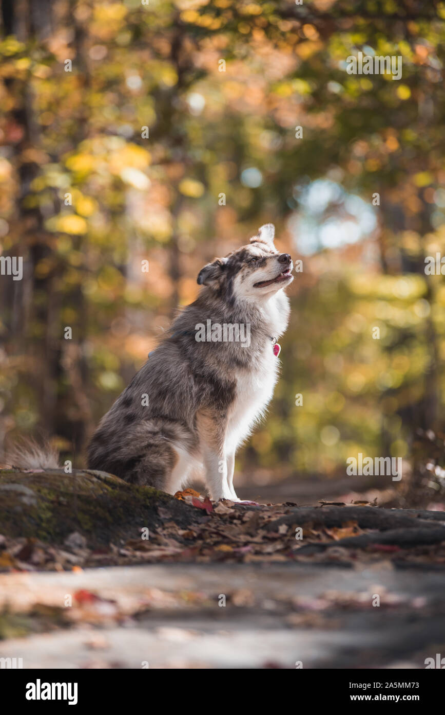Husky Dog posing in the fall foliage Stock Photo - Alamy