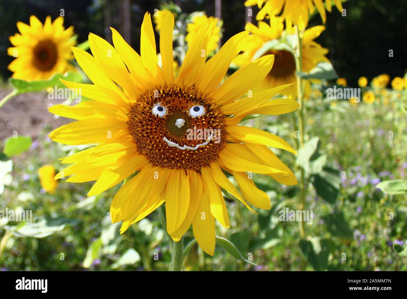 The picture shows a sunflower with a sunny face Stock Photo - Alamy