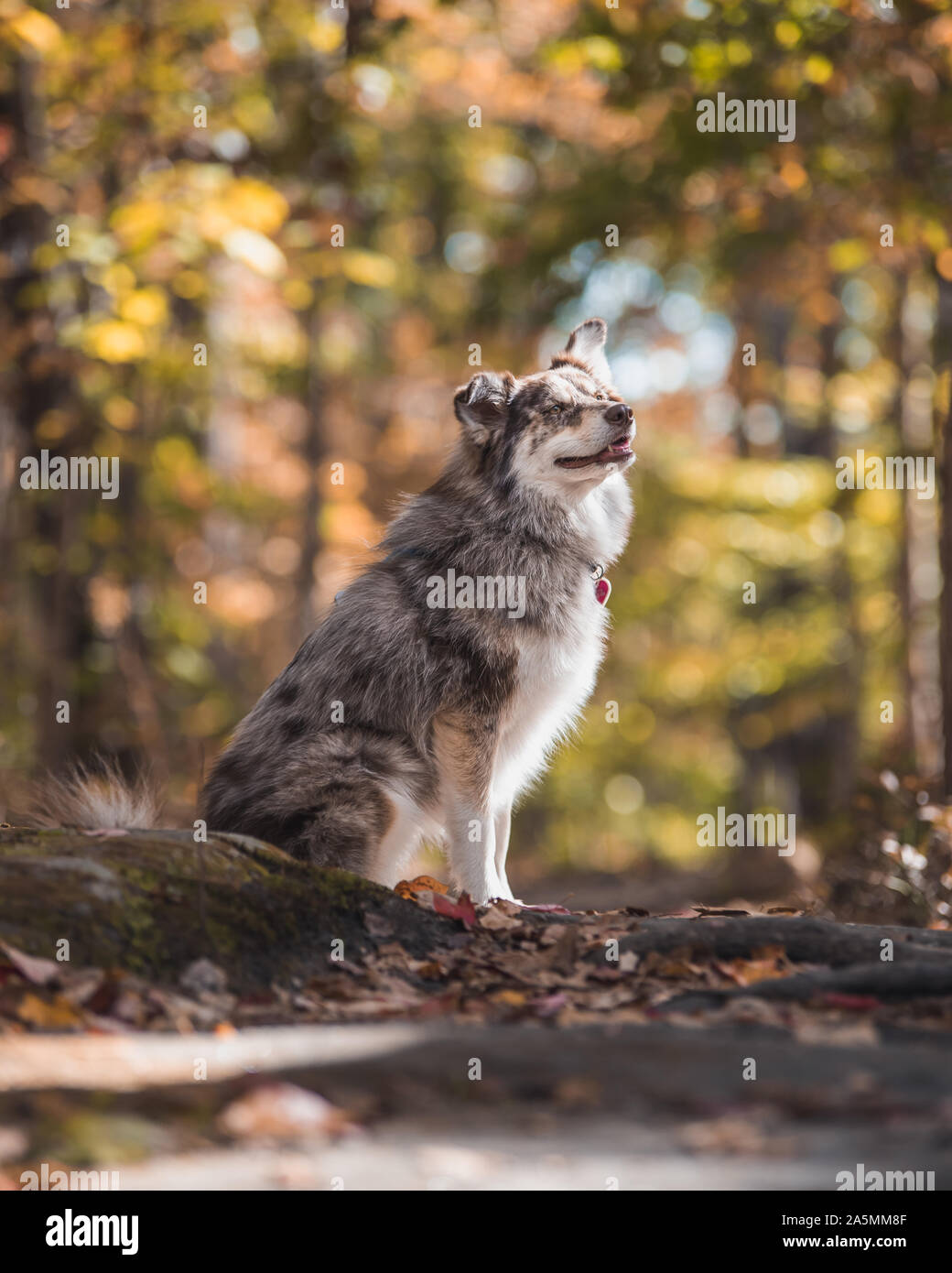 Husky Dog posing in the fall foliage Stock Photo - Alamy