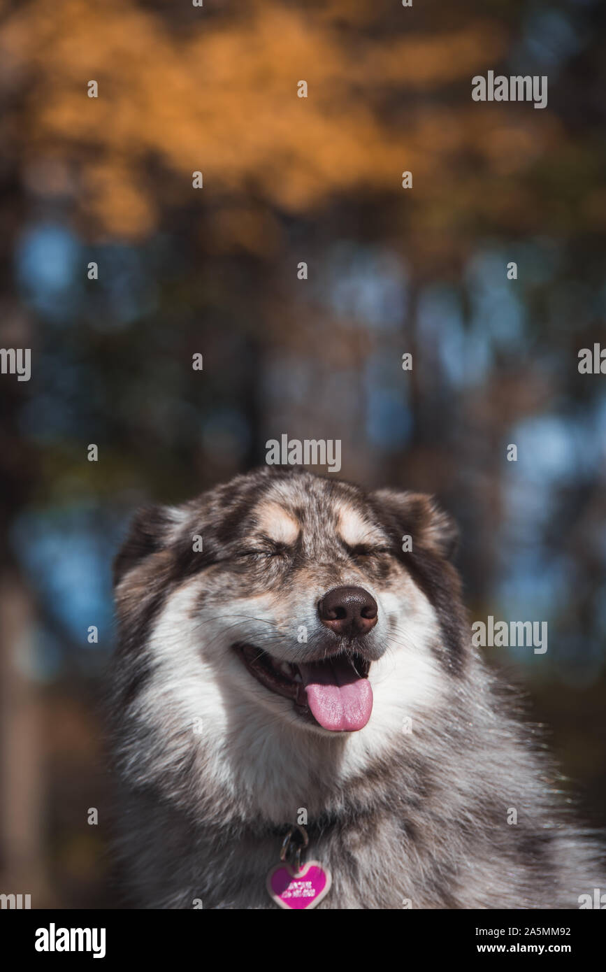 Husky Dog posing in the fall foliage Stock Photo - Alamy
