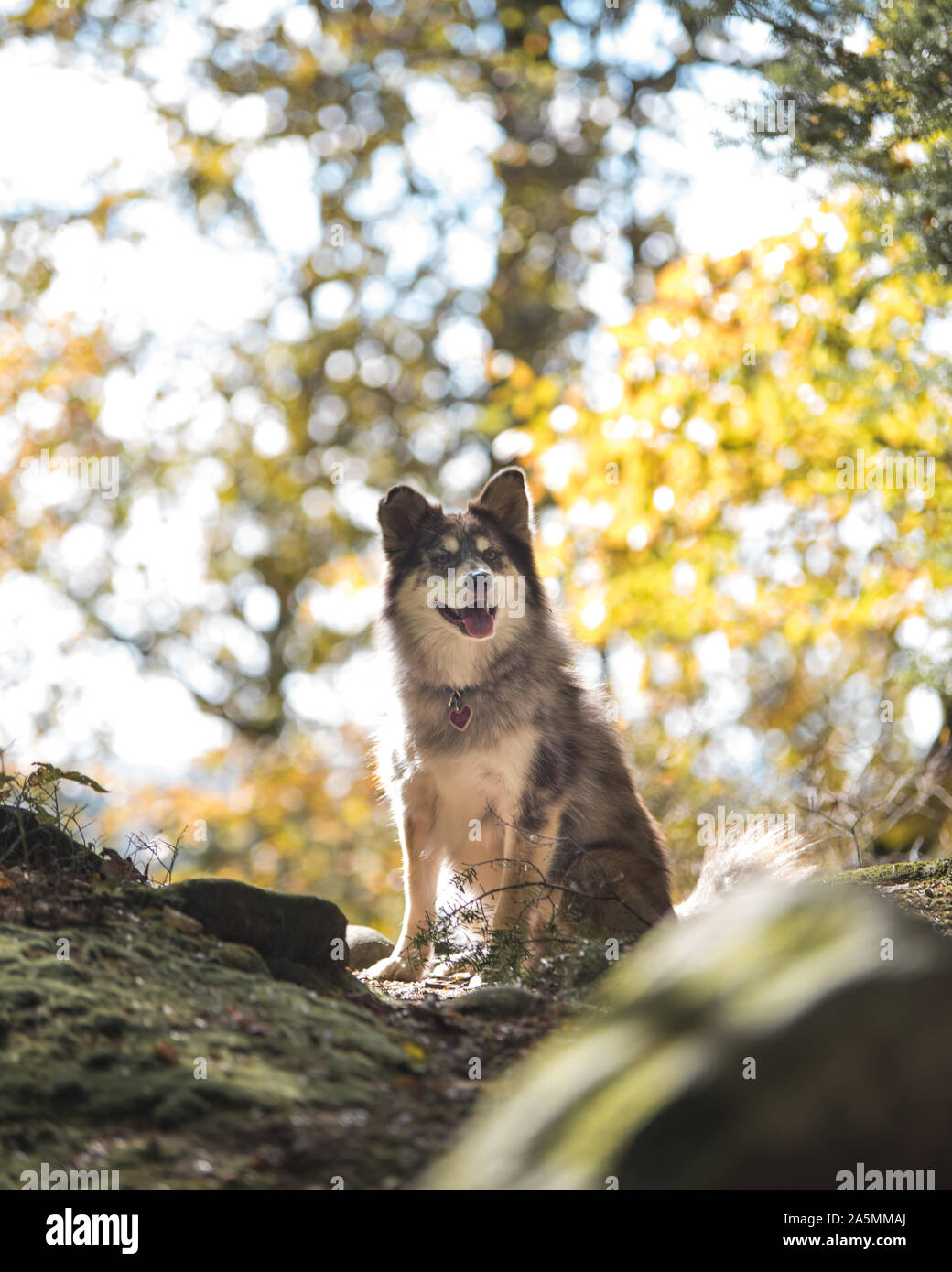 Husky Dog posing in the fall foliage Stock Photo - Alamy