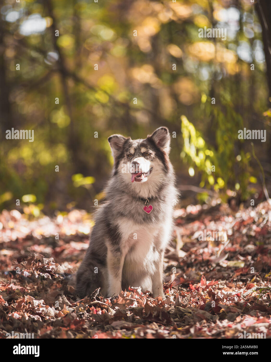 Husky Dog posing in the fall foliage Stock Photo - Alamy