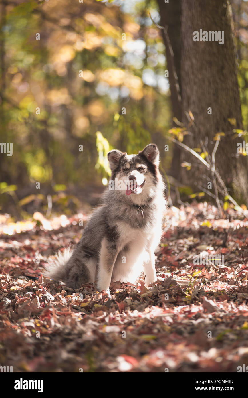 Husky Dog posing in the fall foliage Stock Photo - Alamy