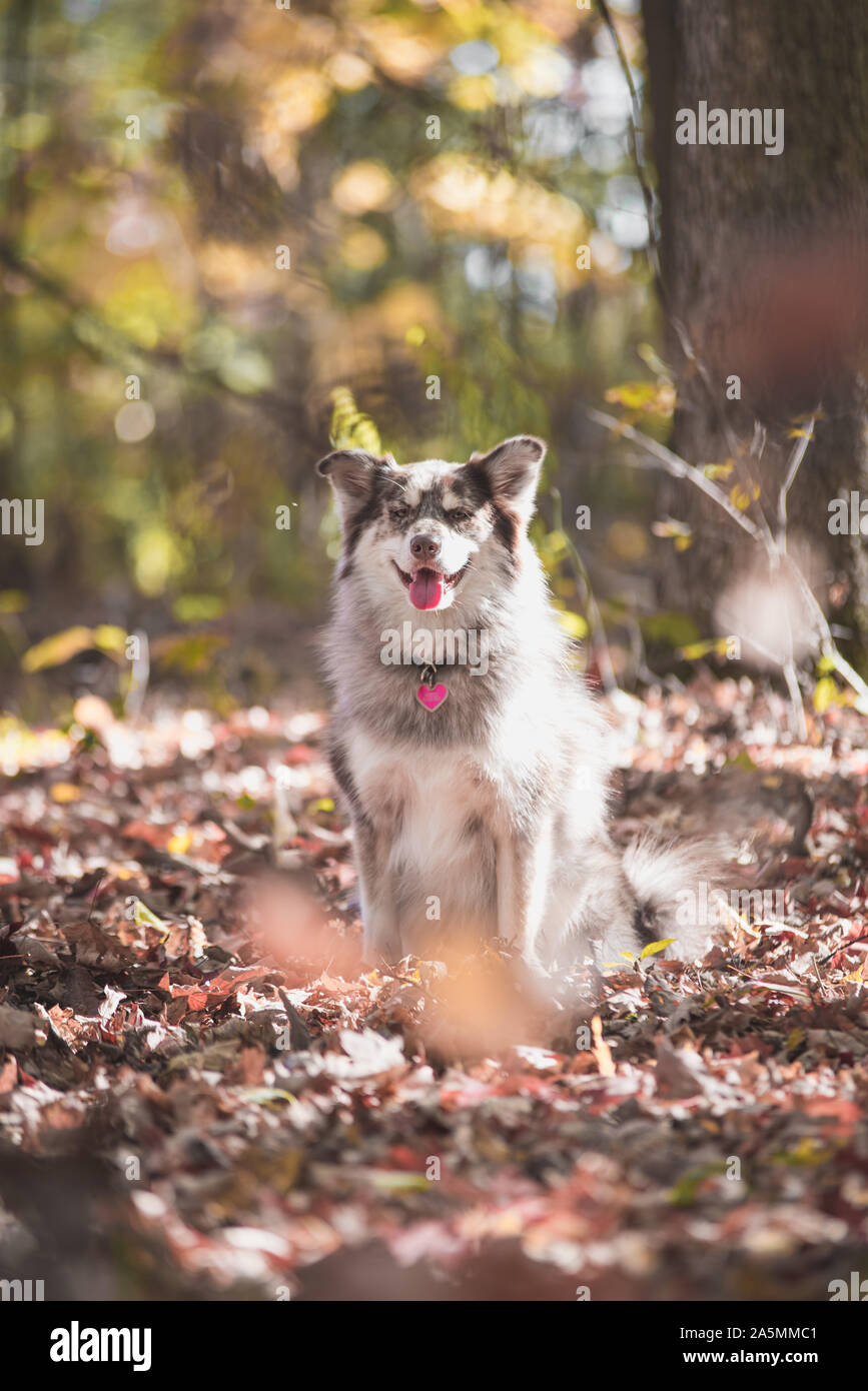 Husky Dog posing in the fall foliage Stock Photo - Alamy