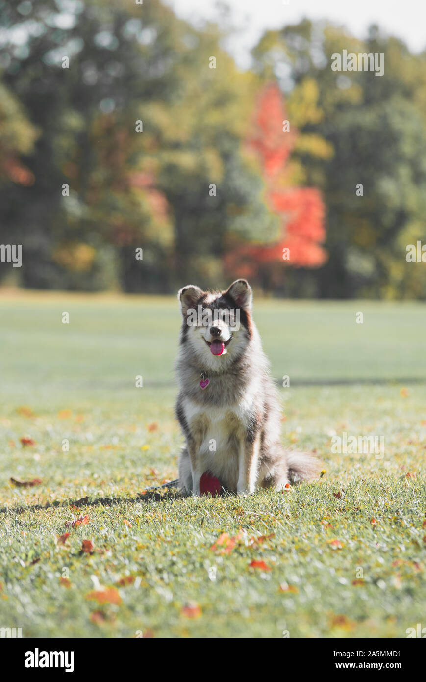 Husky Dog posing in the fall foliage Stock Photo - Alamy