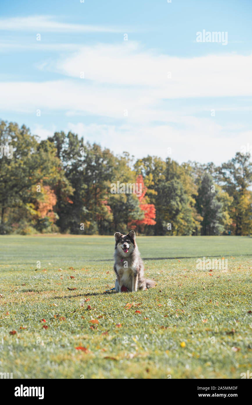 Husky Dog posing in the fall foliage Stock Photo - Alamy