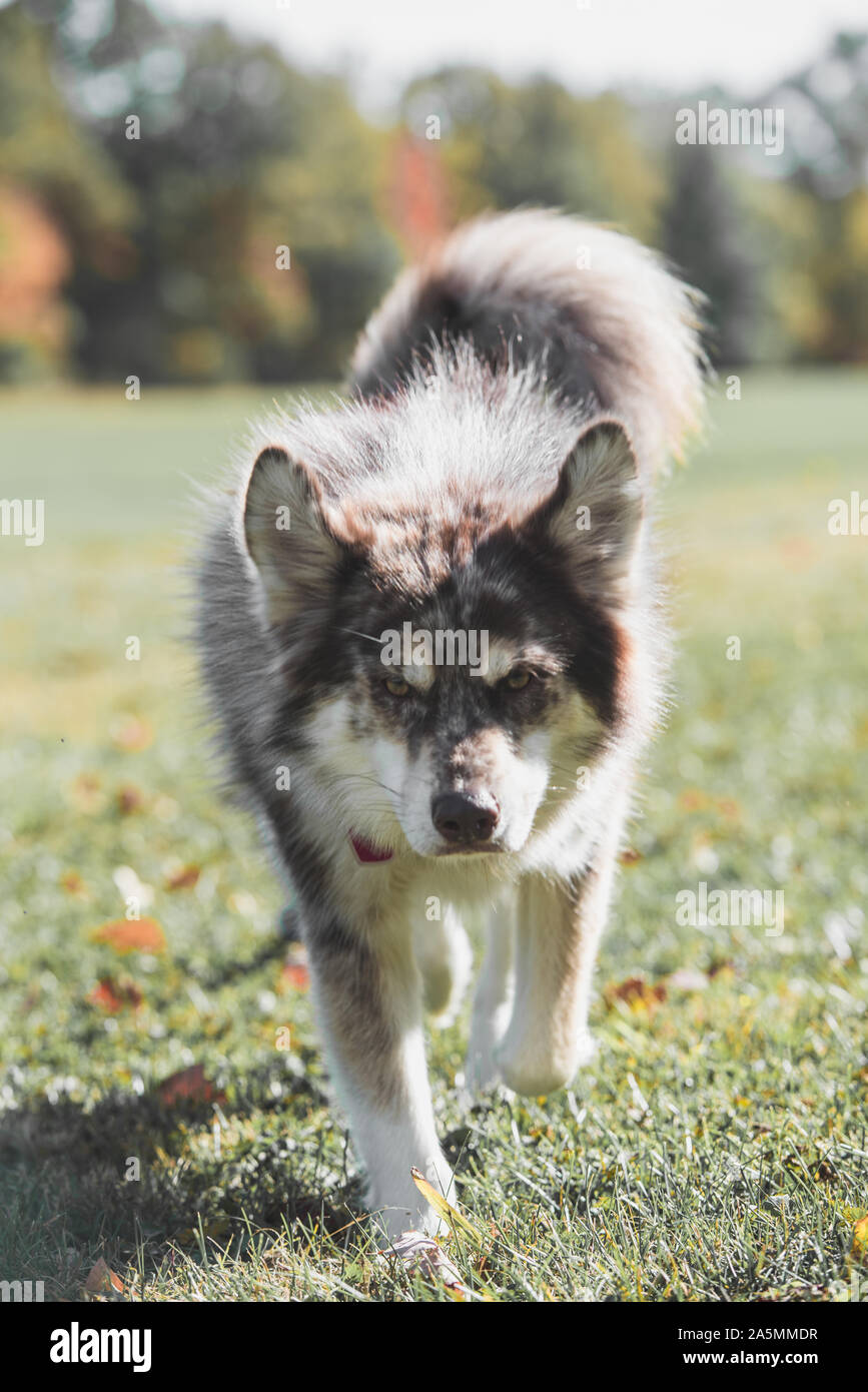 Husky Dog posing in the fall foliage Stock Photo - Alamy