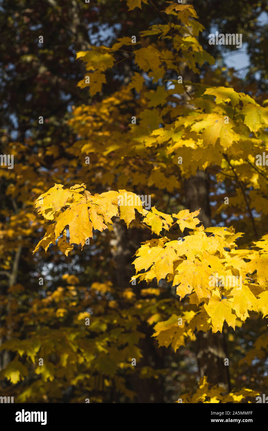 Northeast ohio trees hi-res stock photography and images - Alamy