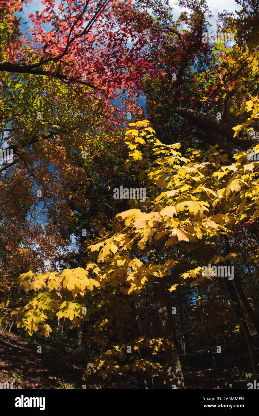 Northeast ohio trees hi-res stock photography and images - Alamy