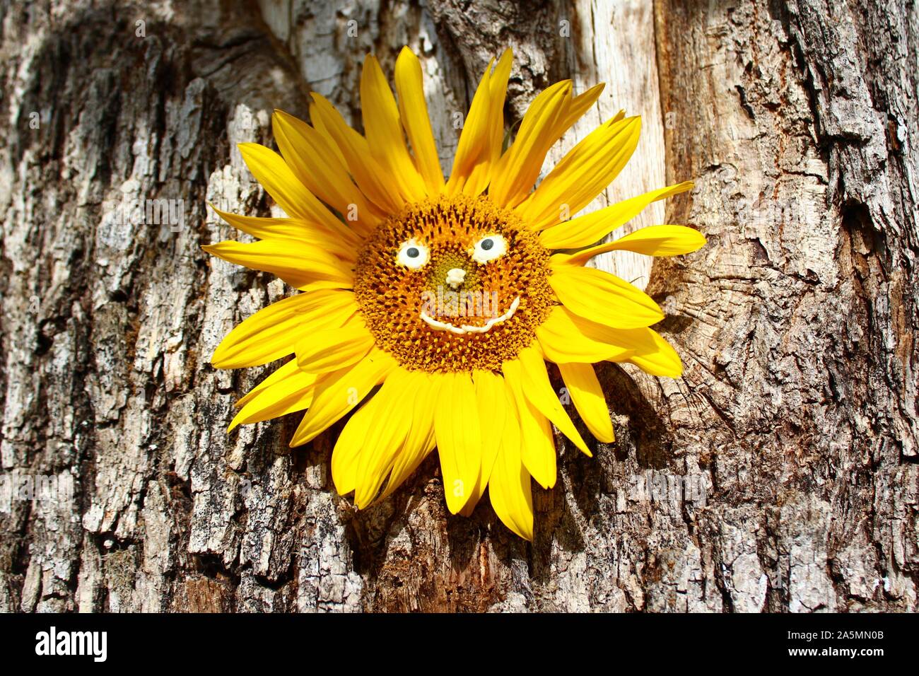 The picture shows a sunflower with a face on a tree Stock Photo - Alamy