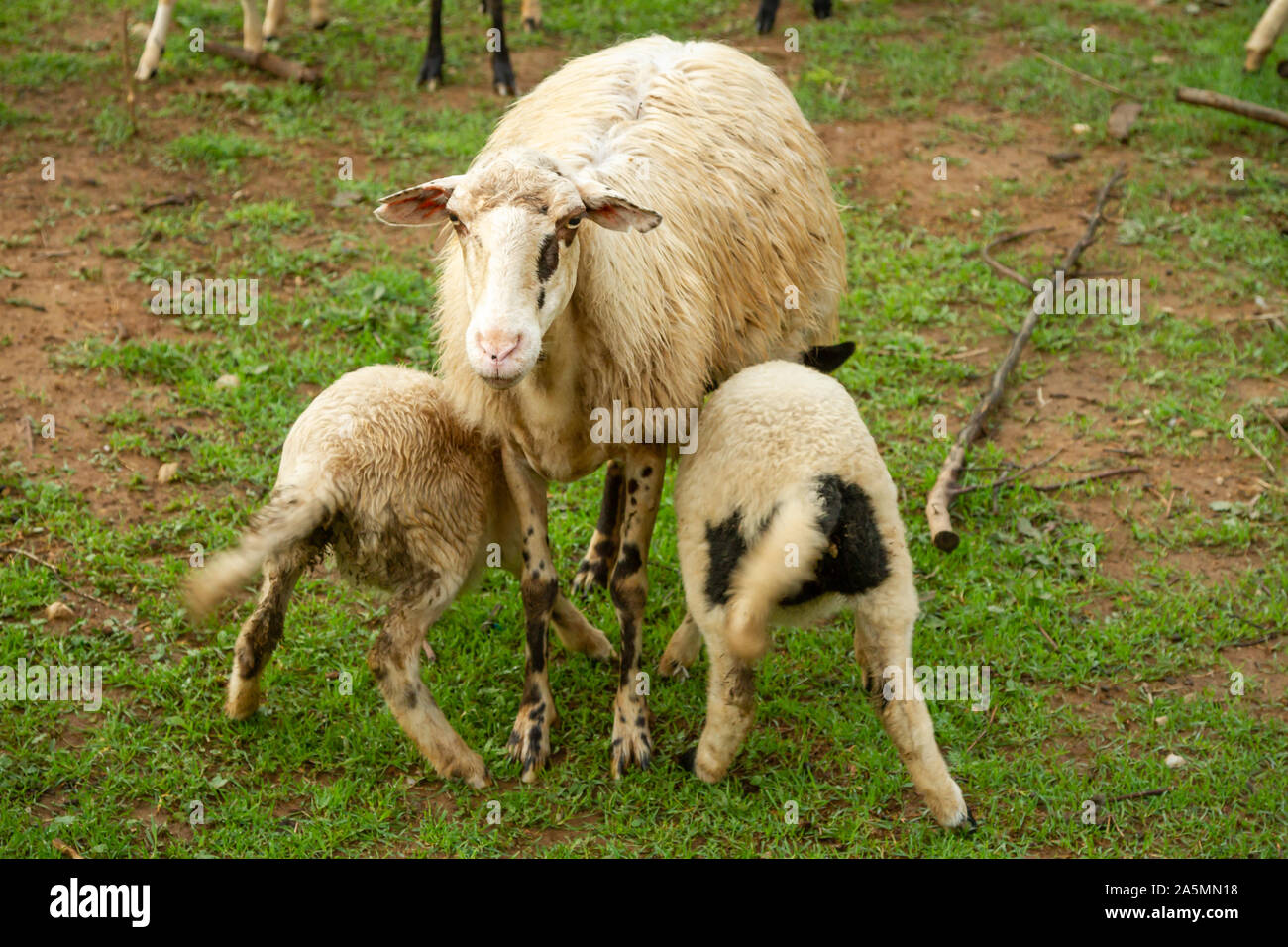 Mammals of crete hi-res stock photography and images - Alamy