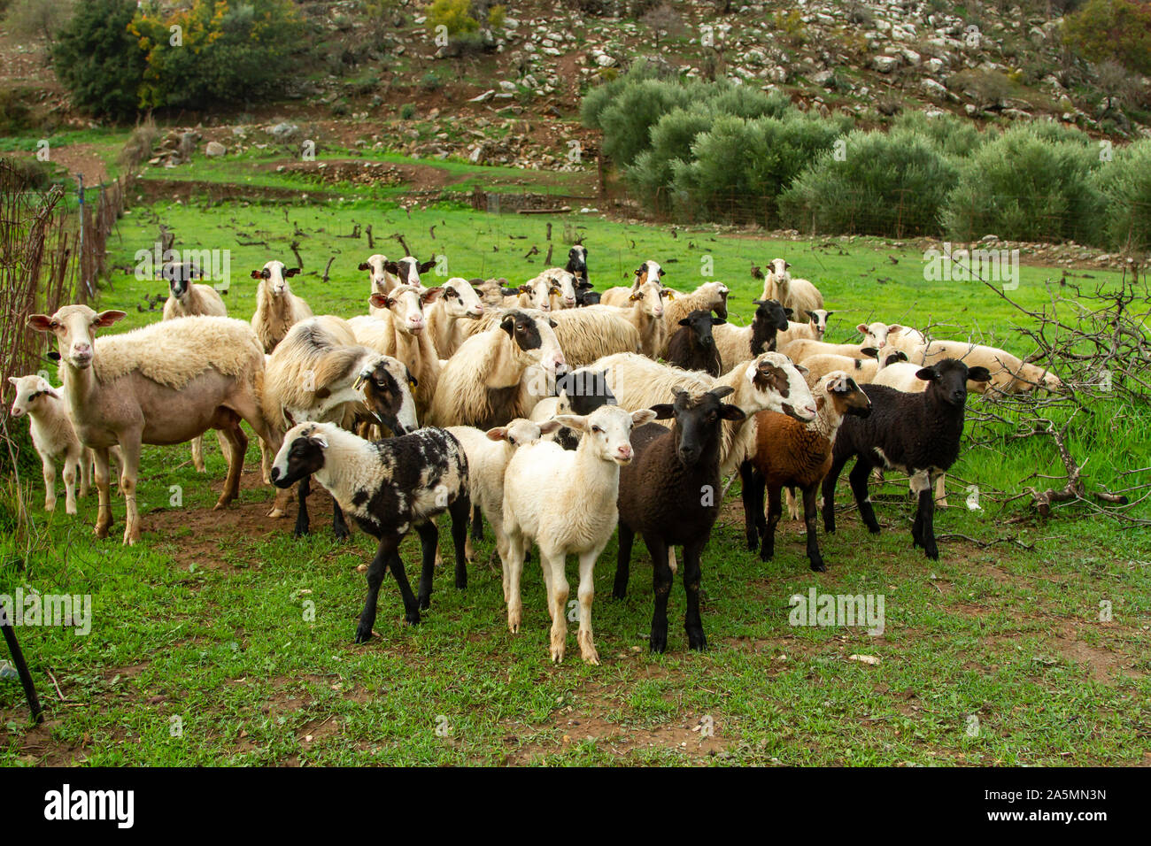 Flock of sheep in the crete hi-res stock photography and images - Alamy