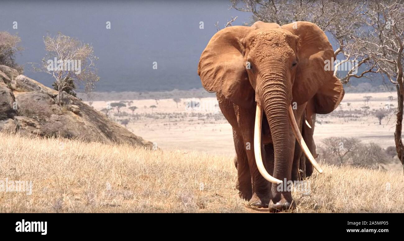 THE ELEPHANT QUEEN, 2019. © Apple TV / A24 / courtesy Everett ...