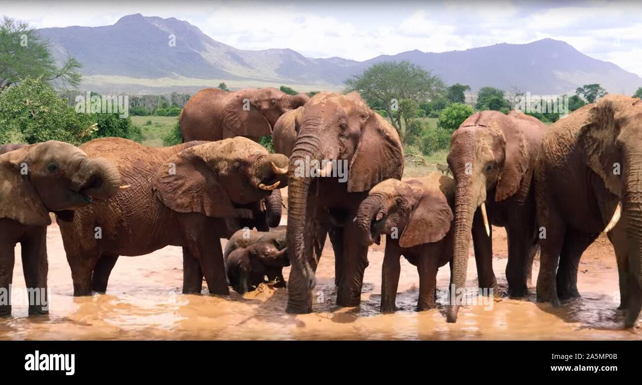 THE ELEPHANT QUEEN, 2019. © Apple TV / A24 / courtesy Everett ...