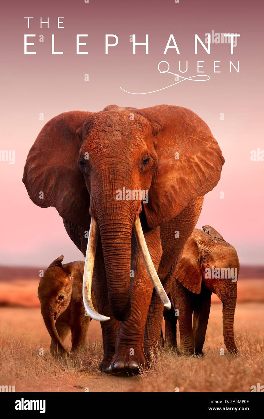 THE ELEPHANT QUEEN, poster, 2019. © Apple TV / A24 / courtesy Everett ...