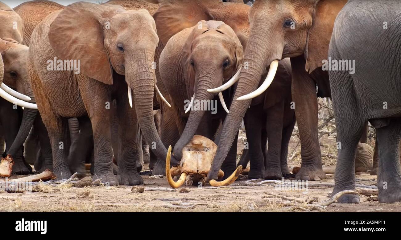 THE ELEPHANT QUEEN, 2019. © Apple TV / A24 / courtesy Everett ...