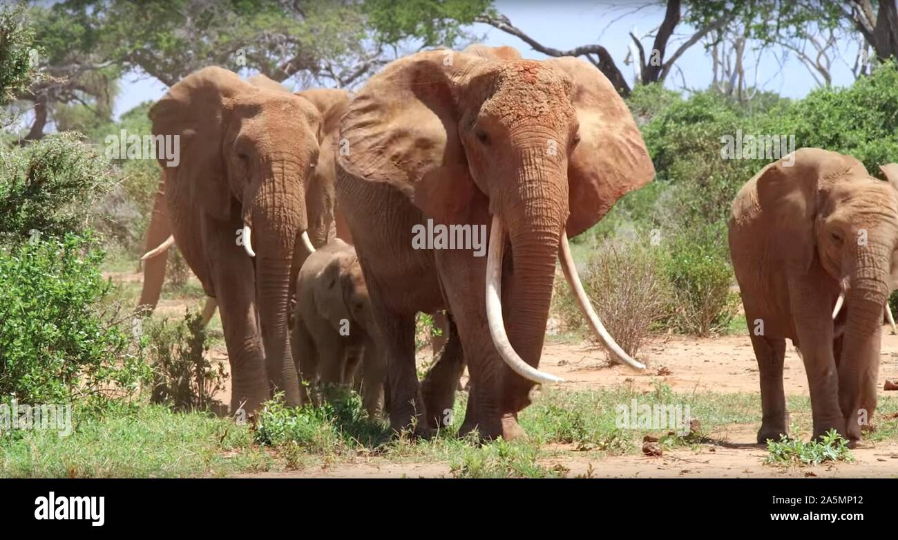 THE ELEPHANT QUEEN, 2019. © Apple TV / A24 / courtesy Everett ...