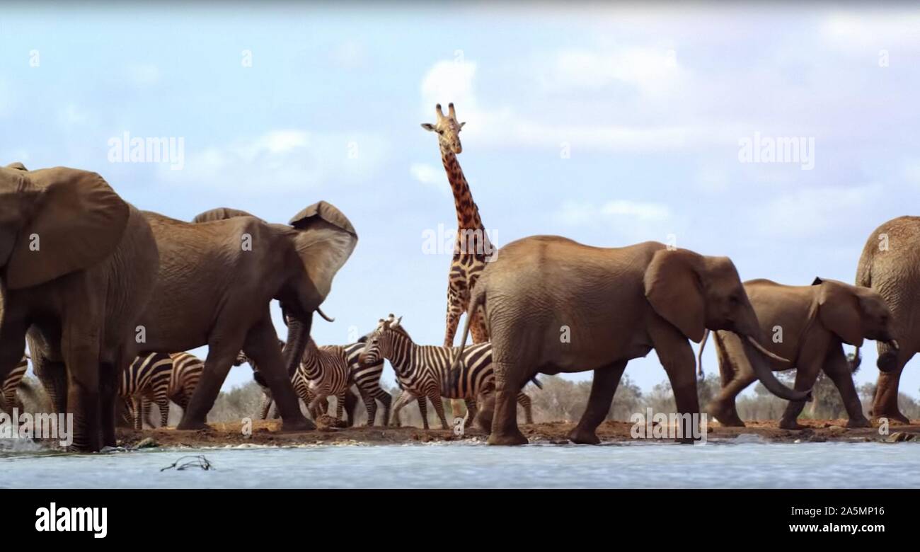 THE ELEPHANT QUEEN, 2019. © Apple TV / A24 / courtesy Everett ...