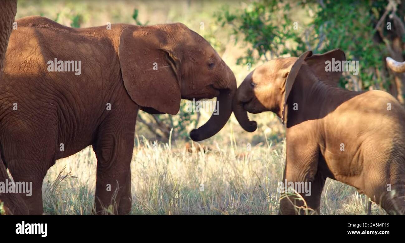 THE ELEPHANT QUEEN, 2019. © Apple TV / A24 / courtesy Everett ...