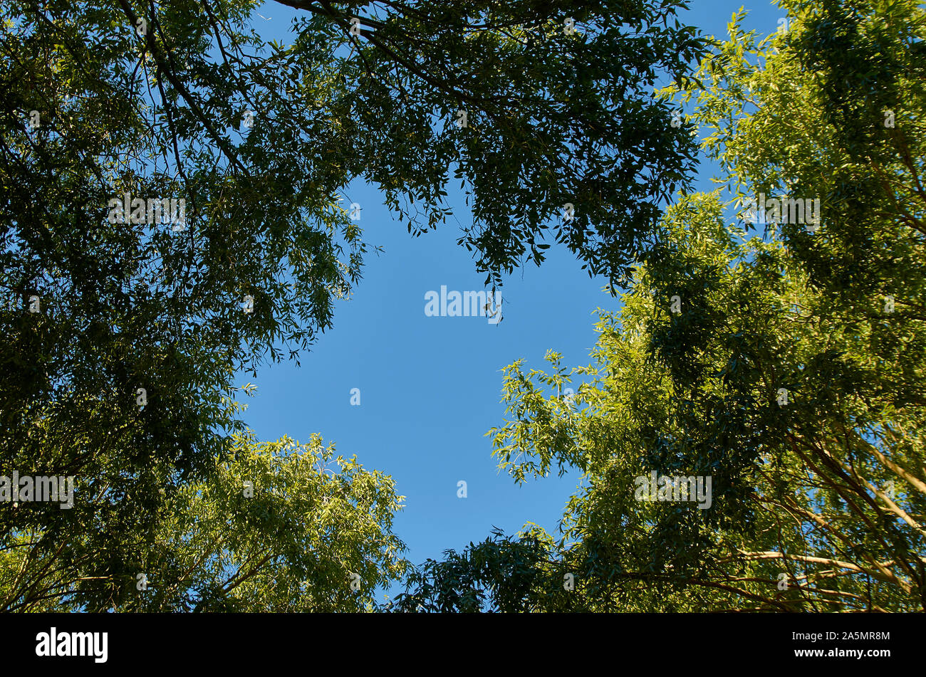 Between treetops hi-res stock photography and images - Alamy