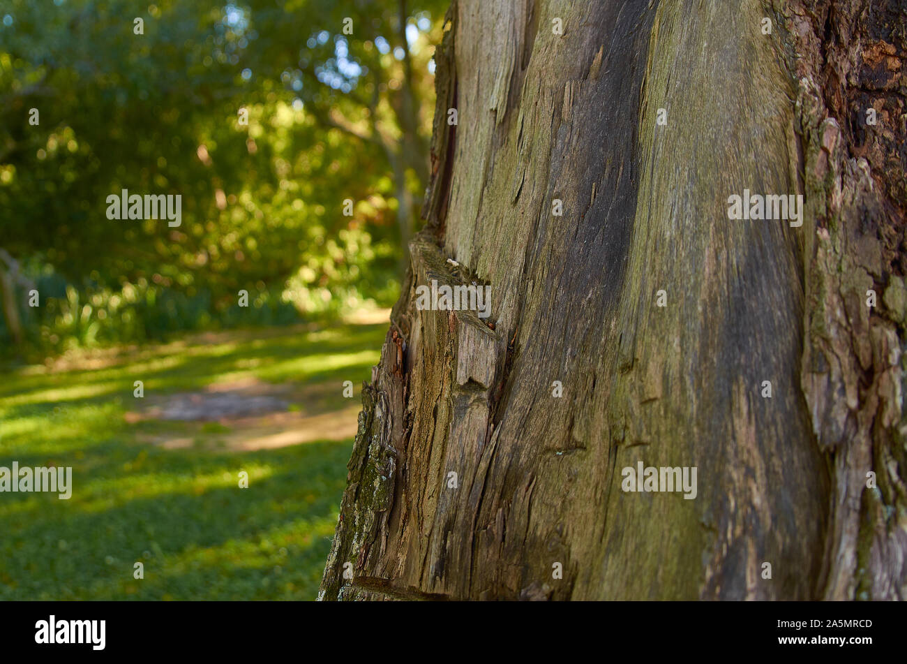 stale tree bark Stock Photo - Alamy
