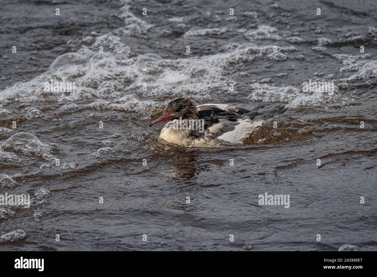 Male goosander (Mergus merganser) in eclipse plumage, swimming below ...