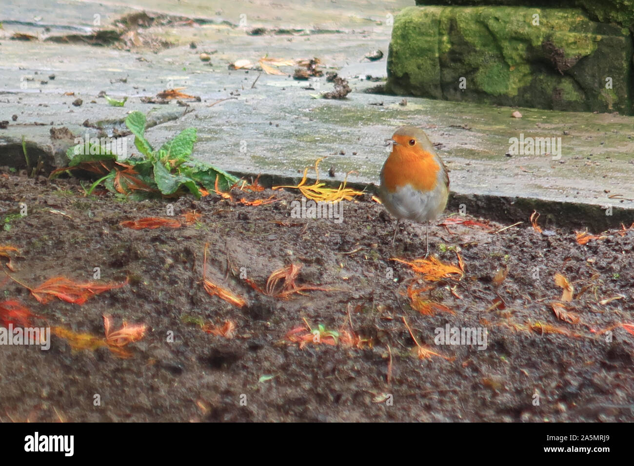 A still life scene with a small Robin standing on the ground Stock ...