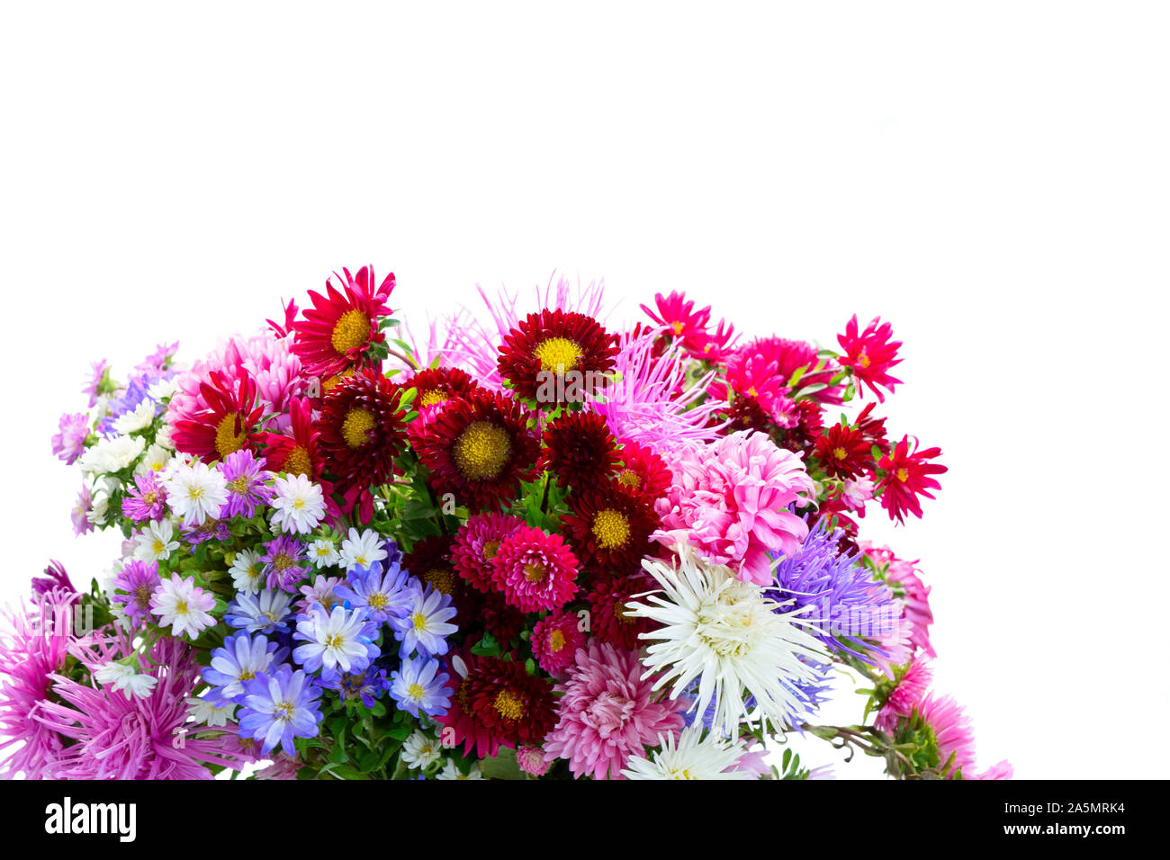 aster fresh flowers isolated on white background Stock Photo - Alamy