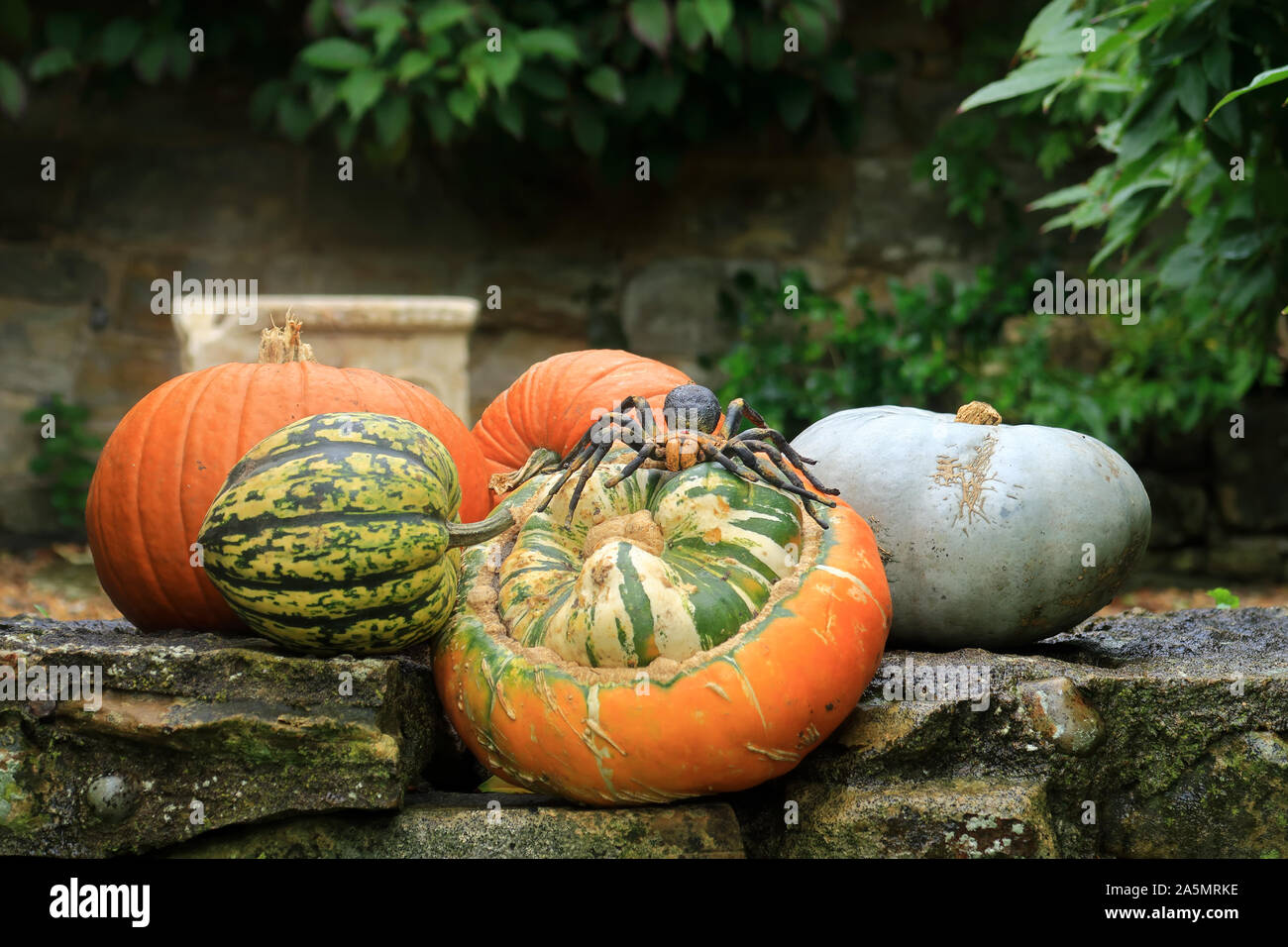 Variety of shell types hi-res stock photography and images - Alamy
