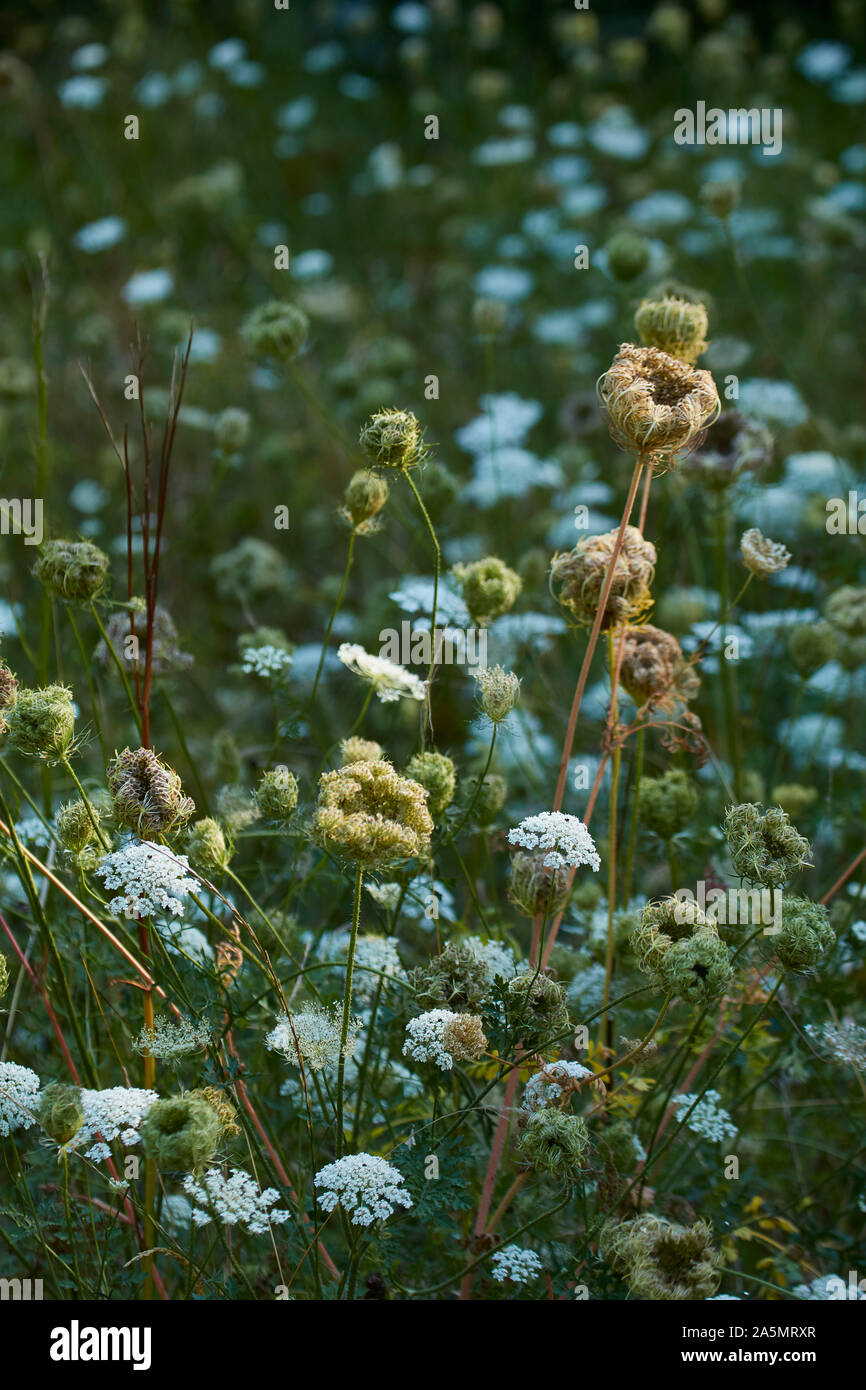 Illustrating Natures chaos with natural environment portraits Stock ...