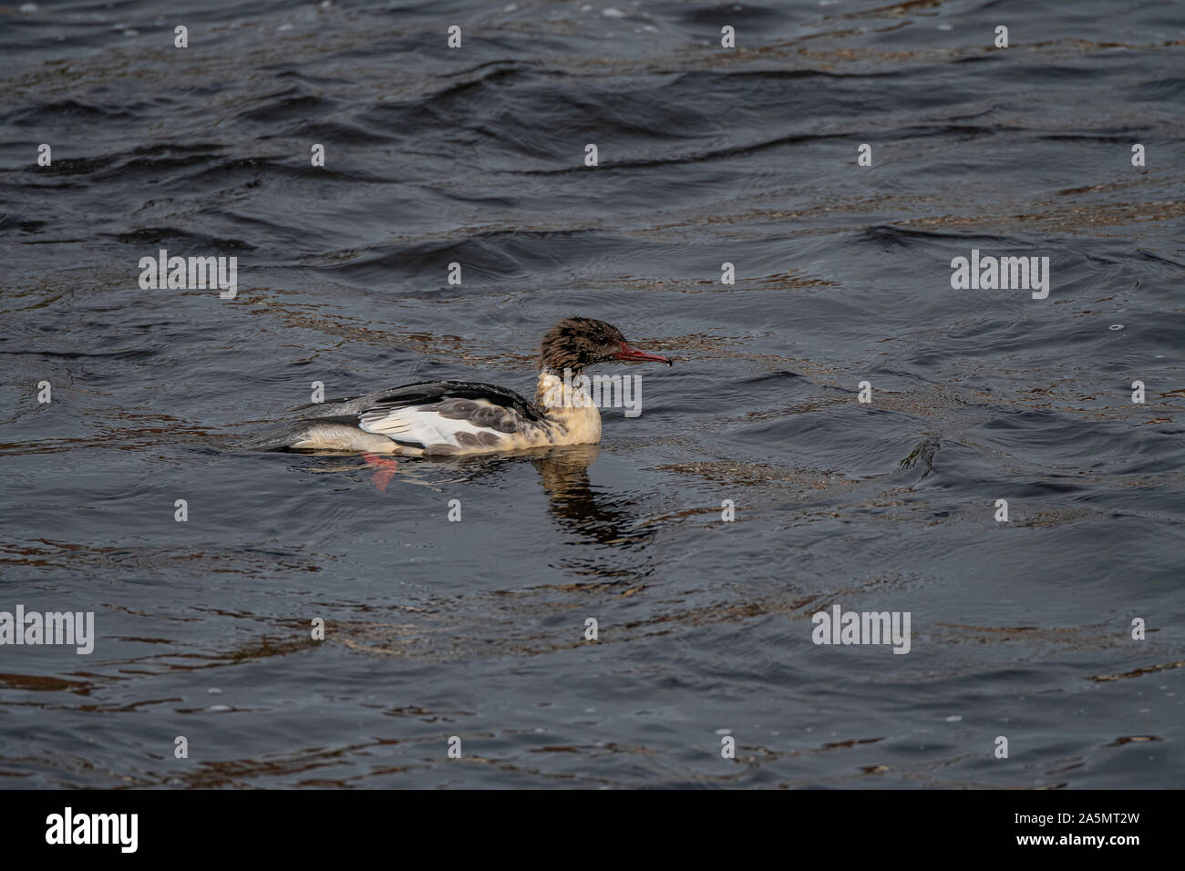 Male goosander (Mergus merganser) in eclipse plumage, swimming below ...