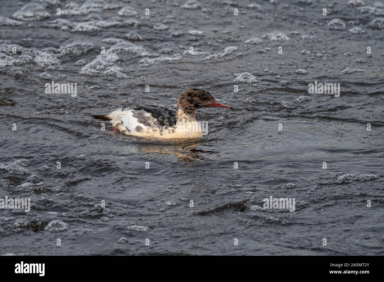 Male goosander (Mergus merganser) in eclipse plumage, swimming below ...