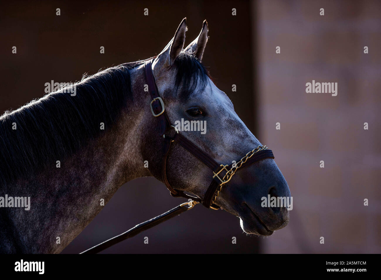 American eclipse horse hi-res stock photography and images - Alamy