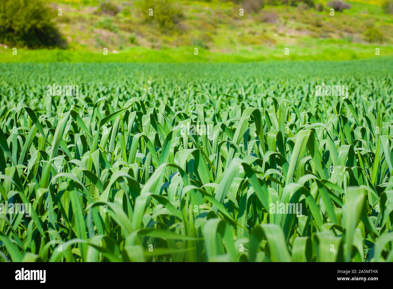 Luxuriant greenery hi-res stock photography and images - Alamy