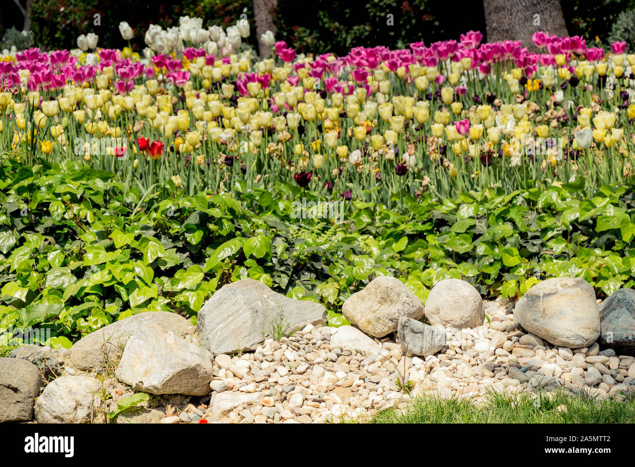 Colorful tulip flowers bloom in the spring garden Stock Photo - Alamy