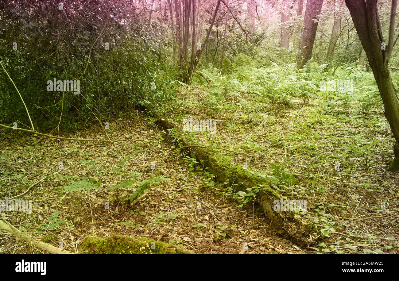 Illustrating Natures chaos with natural environment portraits Stock ...