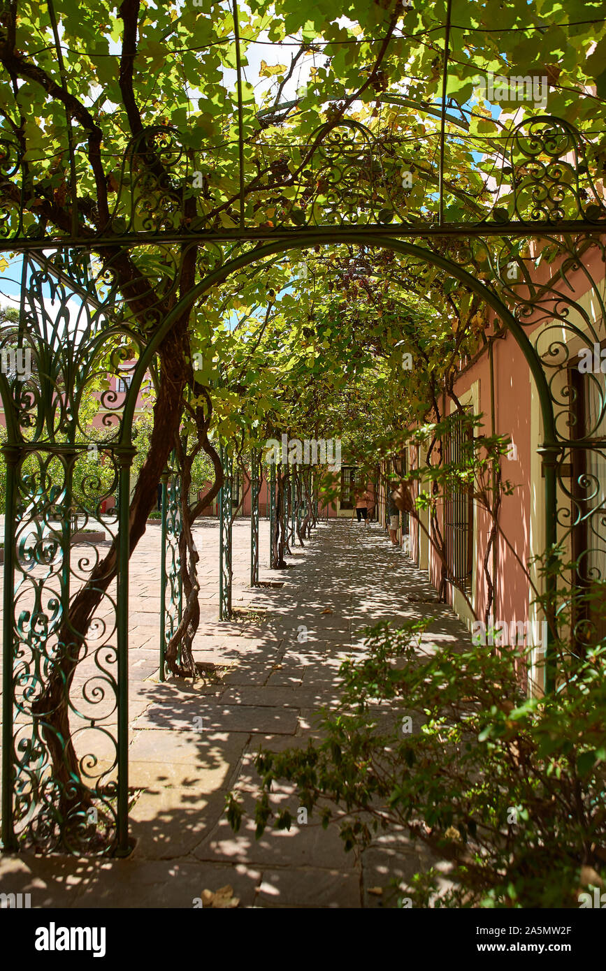 ornamental grape vine in palace Stock Photo - Alamy