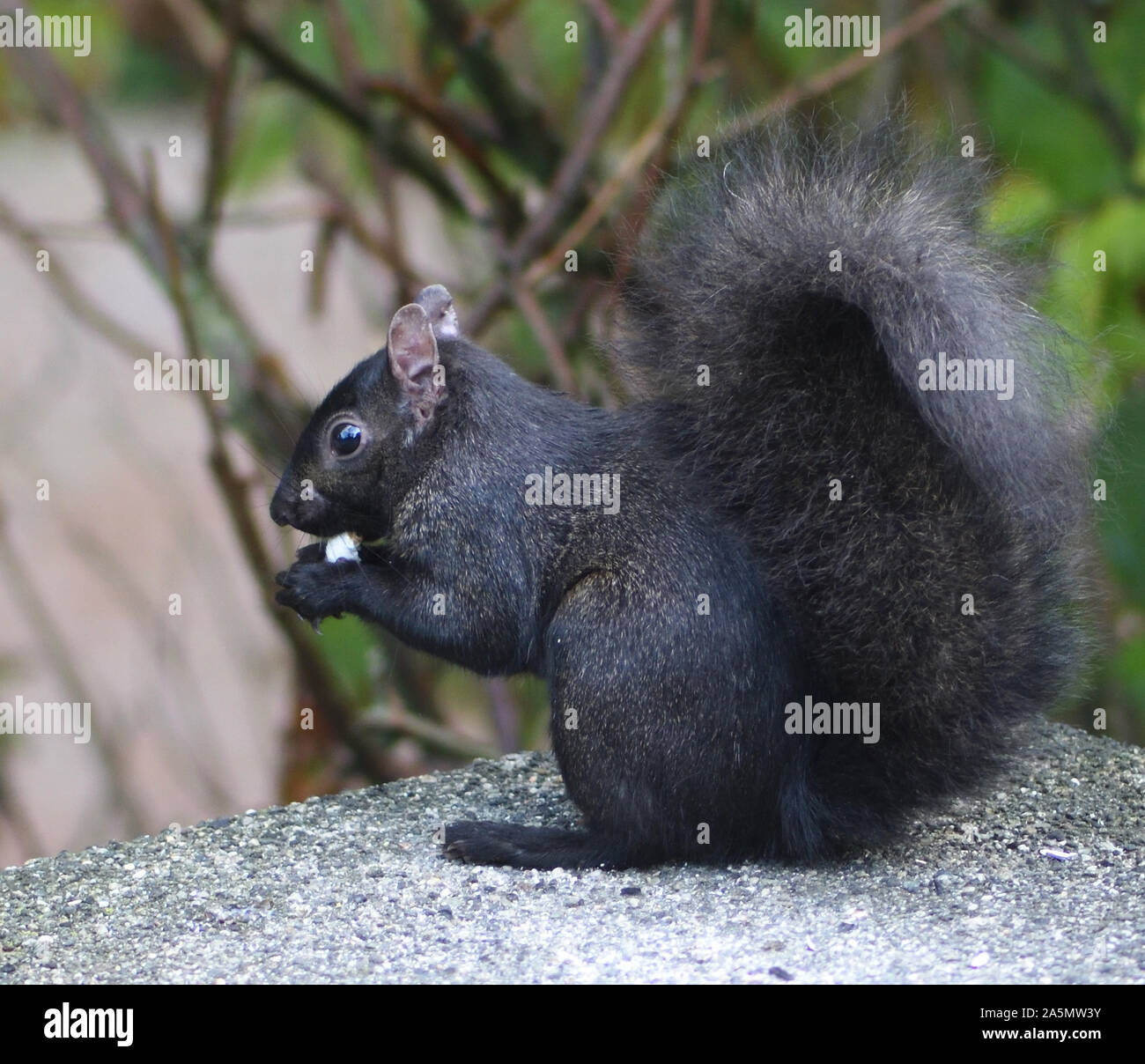Canada wildlife hi-res stock photography and images - Alamy
