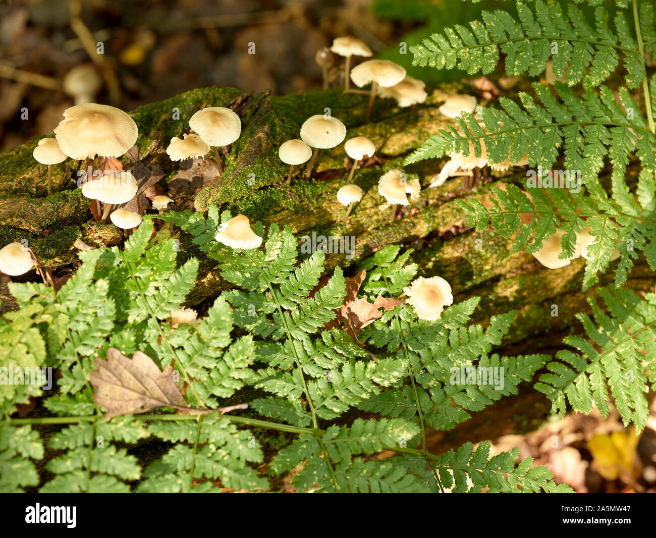 Delicate Porcelain Fungi intimate nature portrait, Surrey, England ...