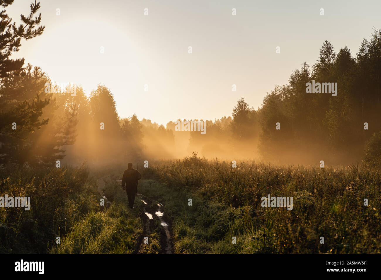 Bird Hunter at Sunrise going for hunt in a forest with his shotgun ...