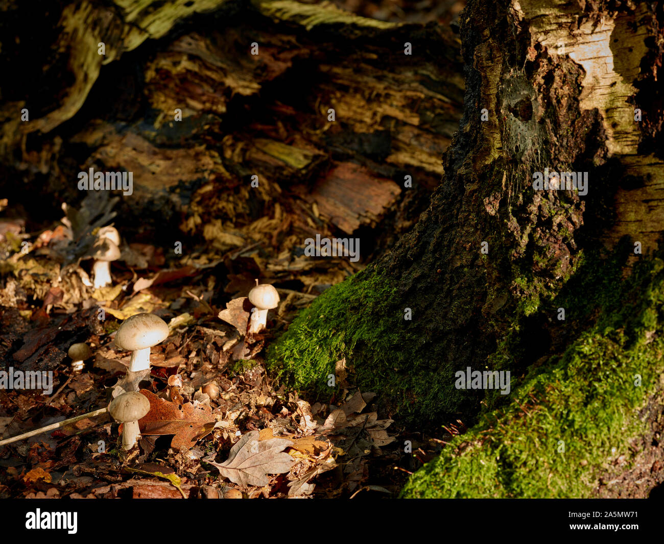 British woodland fungi amongst decaying vegetation, nature landscape ...
