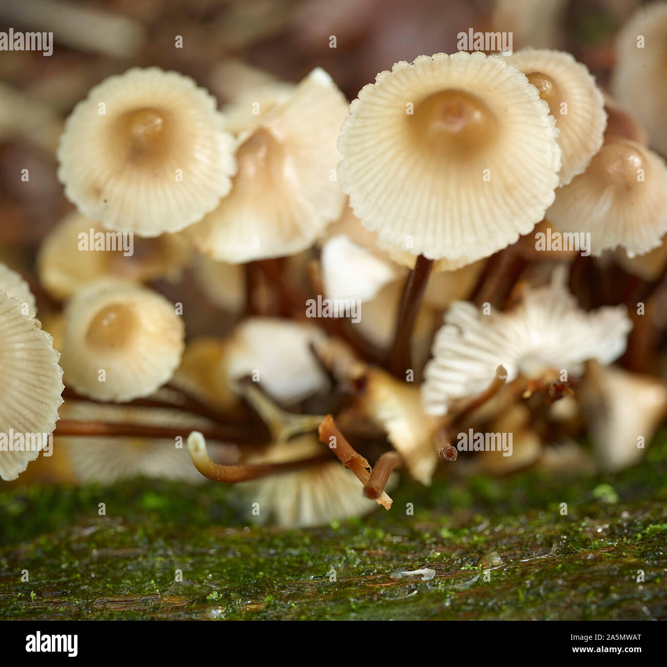 Delicate Porcelain Fungi intimate nature portrait, Surrey, England ...
