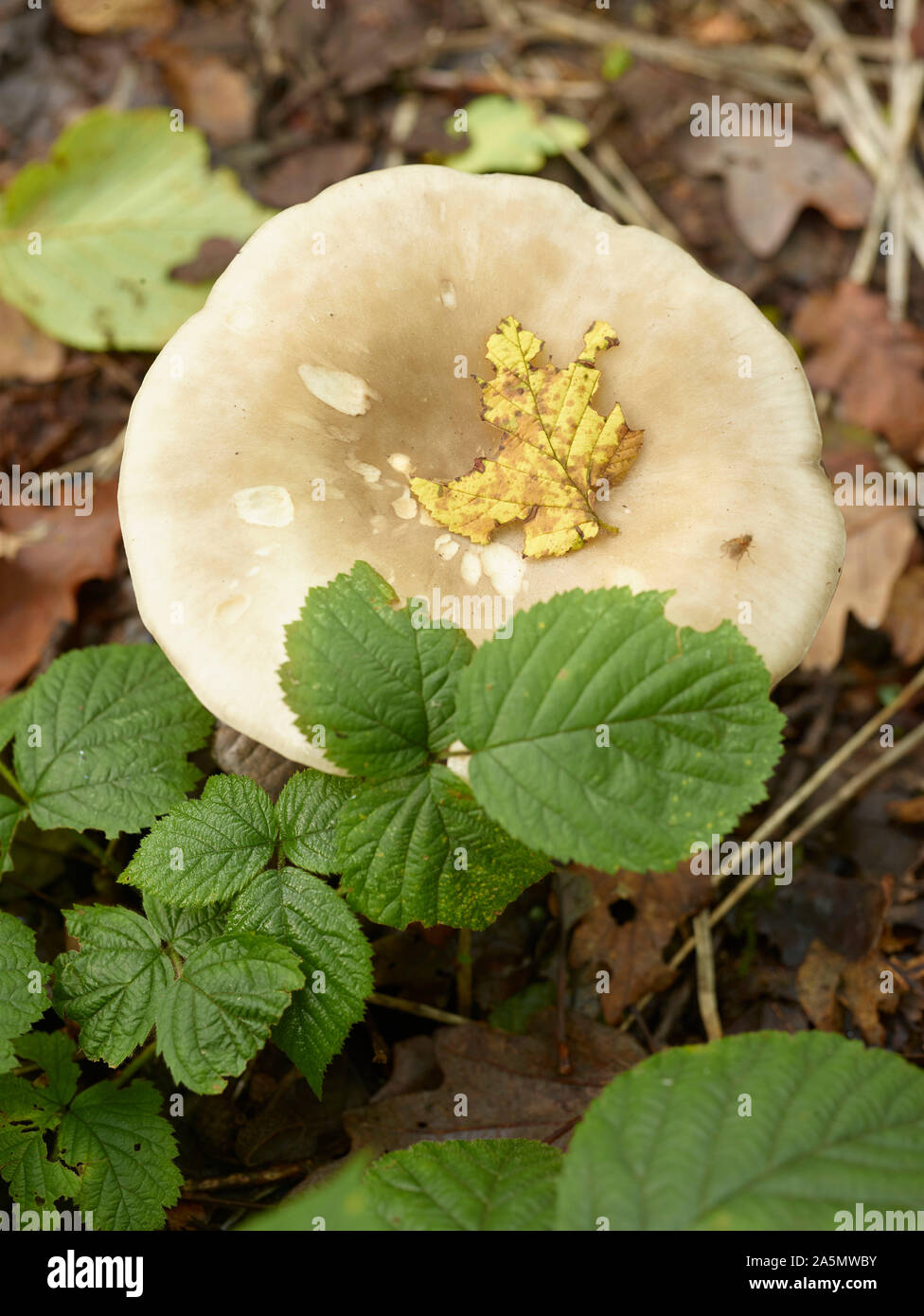 British woodland fungi amongst decaying vegetation, nature landscape ...
