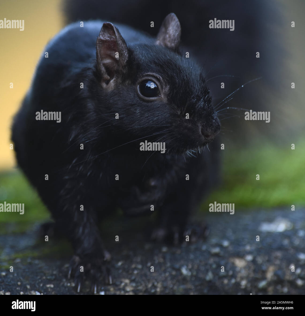 A very dark western gray squirrel (Sciurus griseus). . Stanley Park ...